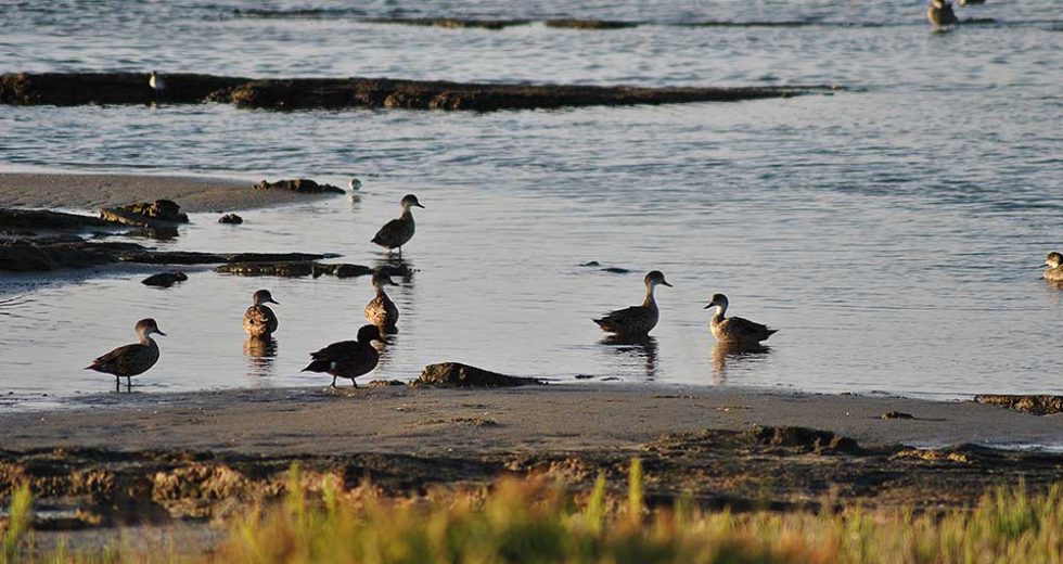 Coorong National Park Wildlife South Australia
